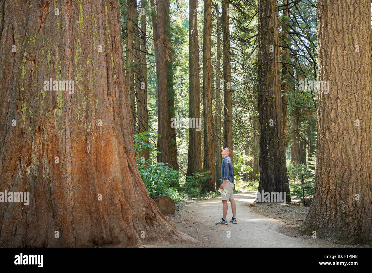 Giant Big Redwood trees in Calaveras National State Park, Senora ...