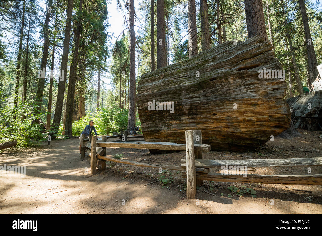 Giant Big Redwood trees in Calaveras National State Park, Senora ...