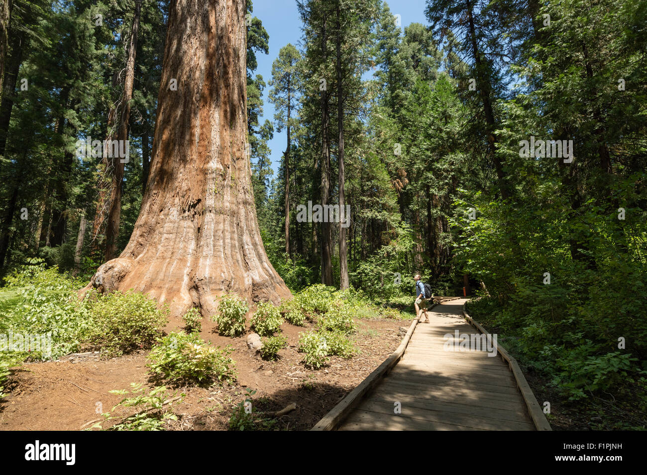 Giant Big Redwood trees in Calaveras National State Park, Senora ...