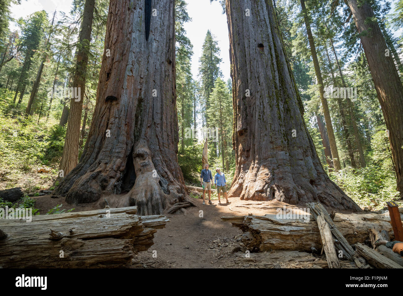 Giant Big Redwood trees in Calaveras National State Park, Senora ...