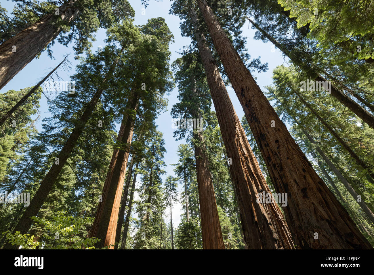 Giant Big Redwood trees in Calaveras National State Park, Senora ...