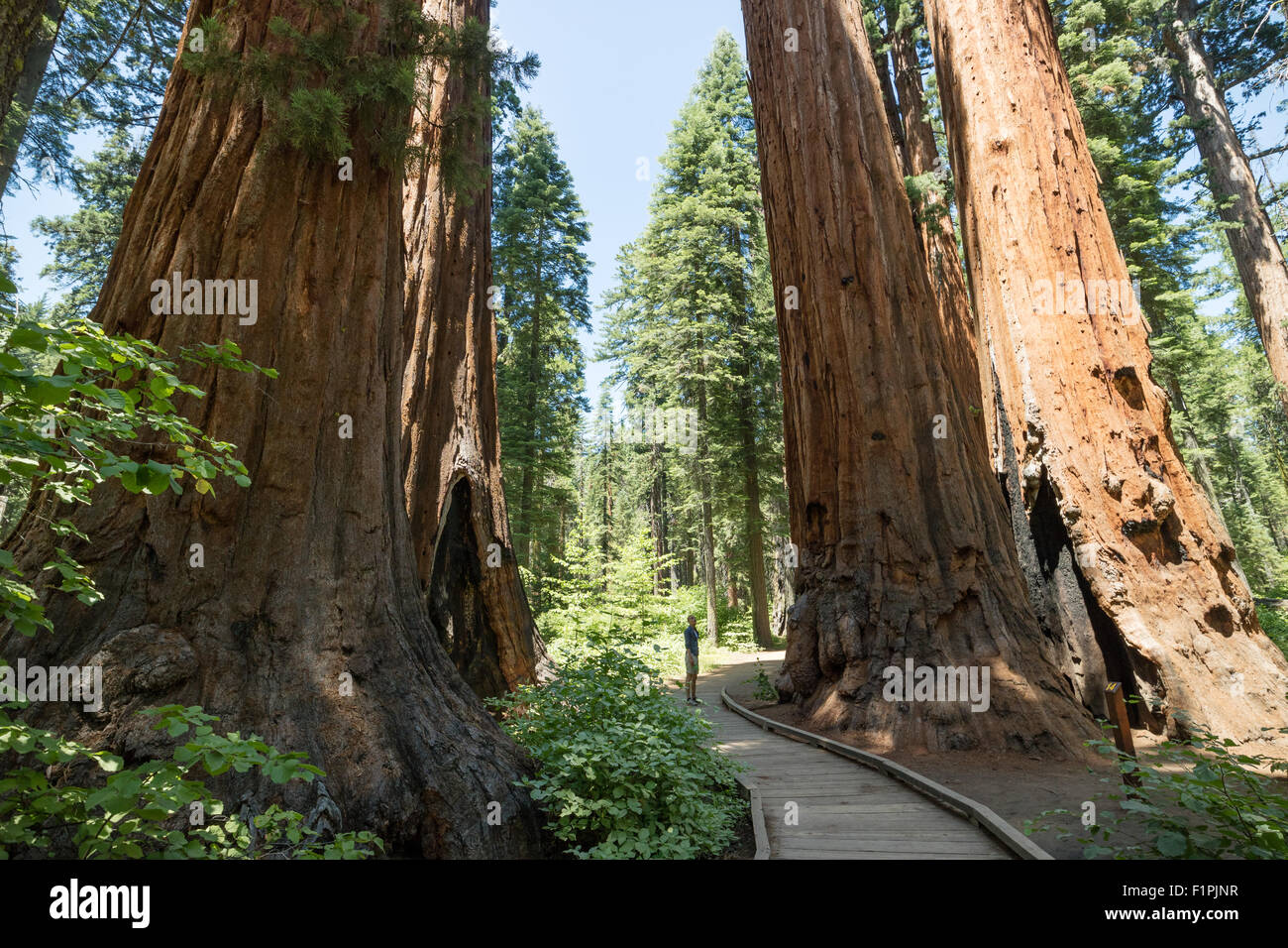 Giant Big Redwood trees in Calaveras National State Park, Senora ...