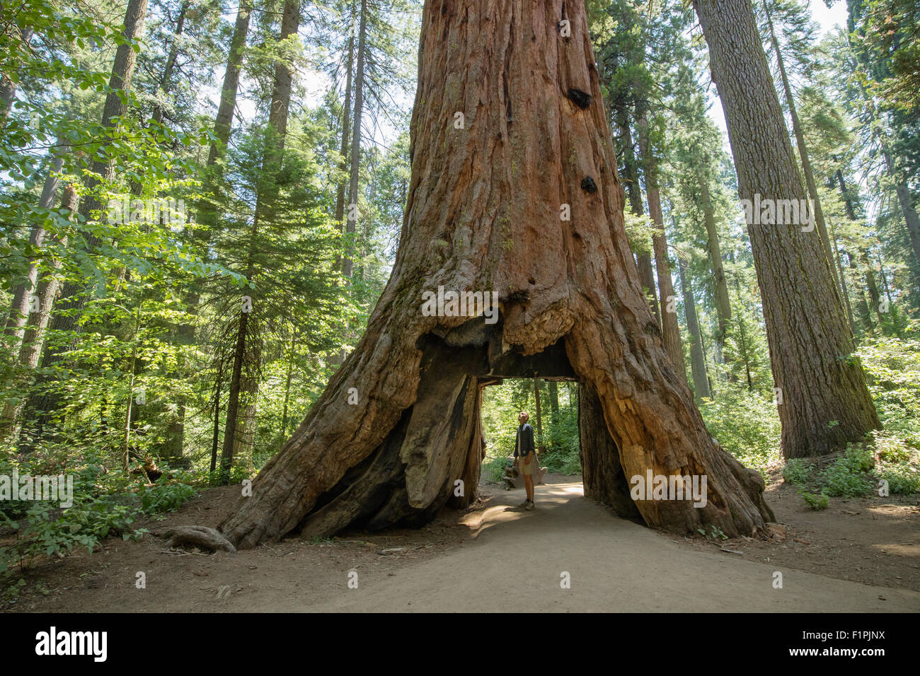 Giant Big Redwood trees in Calaveras National State Park, Senora ...