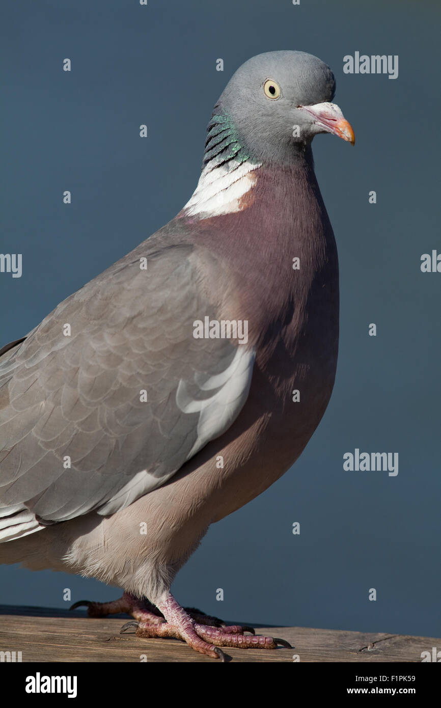 Wood pigeon pigeon woodpigeon columba palumbus hi-res stock photography ...