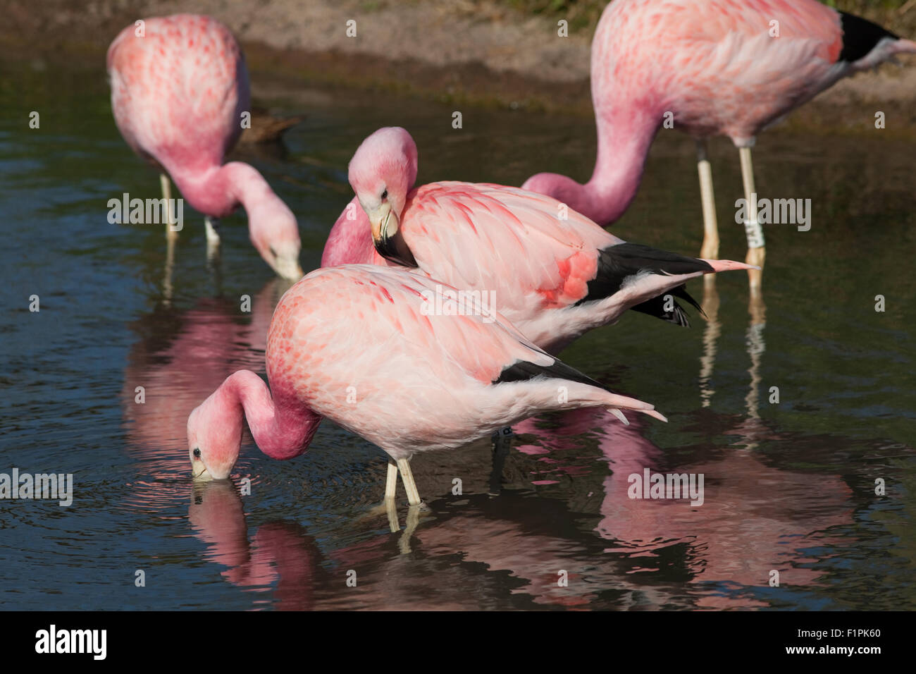 Andean Flamingos (Phoenicoparrus andinus). Native to high altitude ...