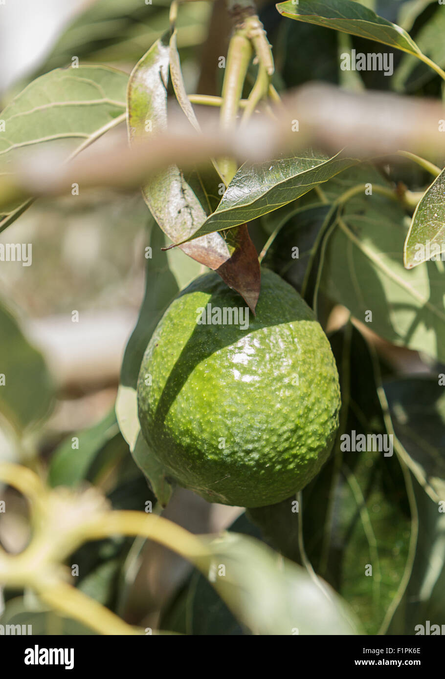 Avocado grows on the blurred background of an avocado tree in summer in ...
