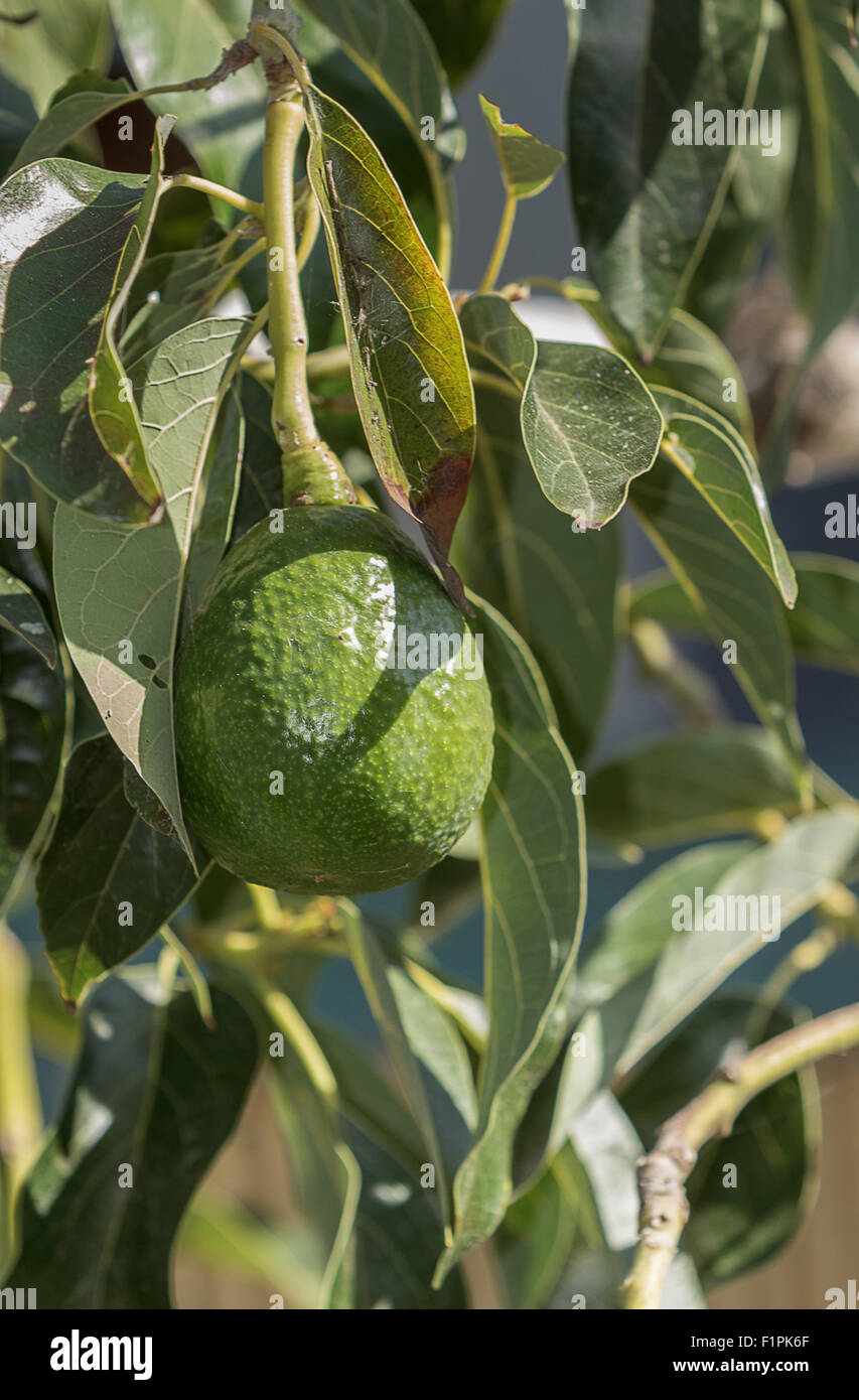 Indoor Avocado Tree With Fruit
