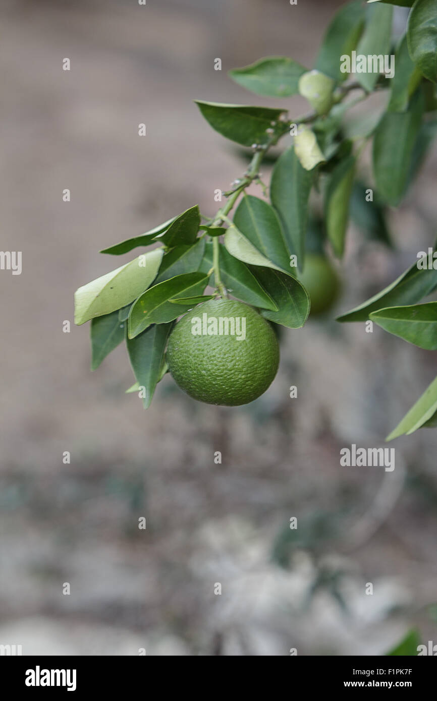 Lime harvest hi-res stock photography and images - Alamy
