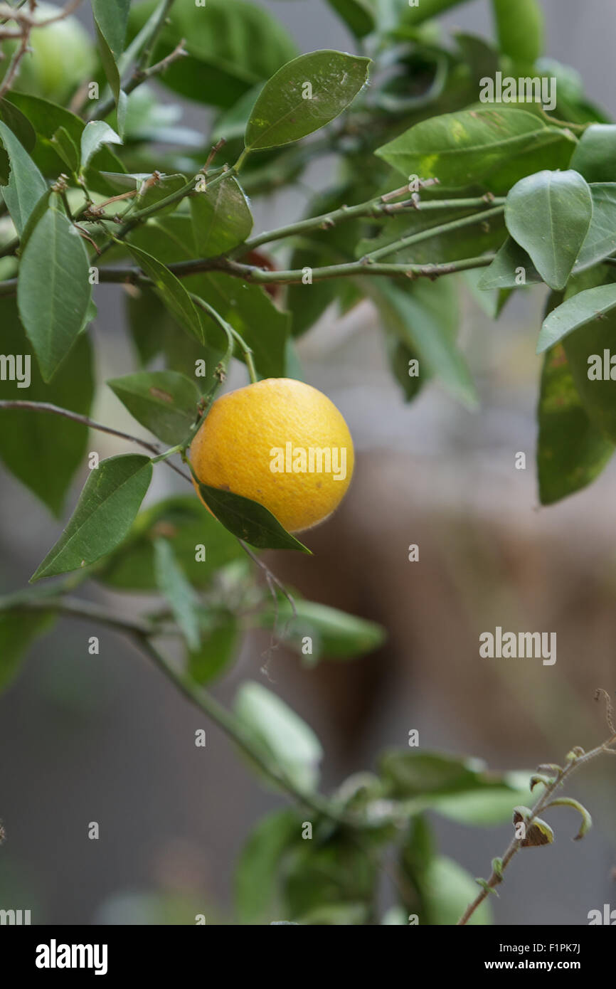 Sour orange tree hi-res stock photography and images - Alamy