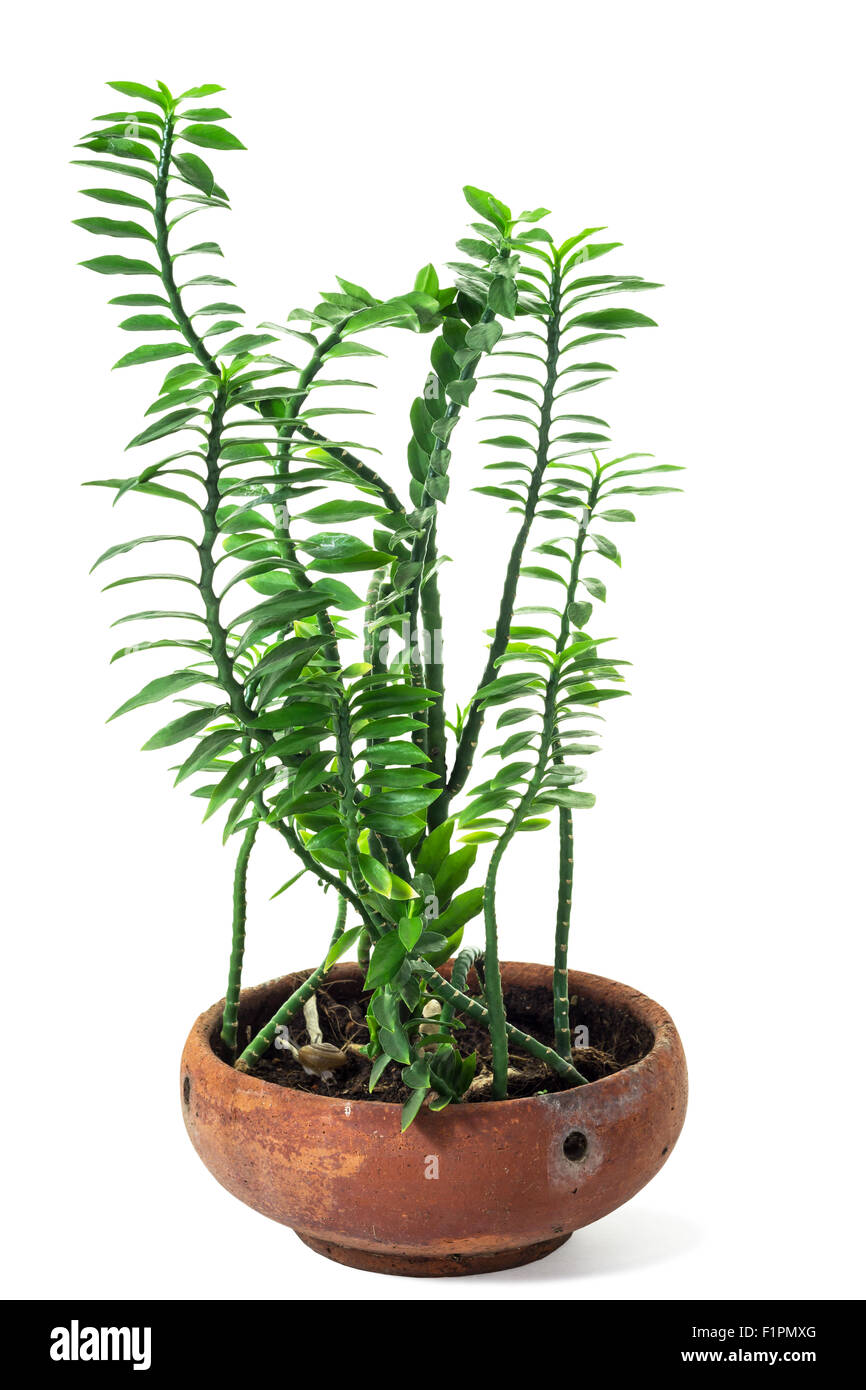 Pedilanthus Tithymaloides Nana or Green Devil's Backbone, herbal plant ...