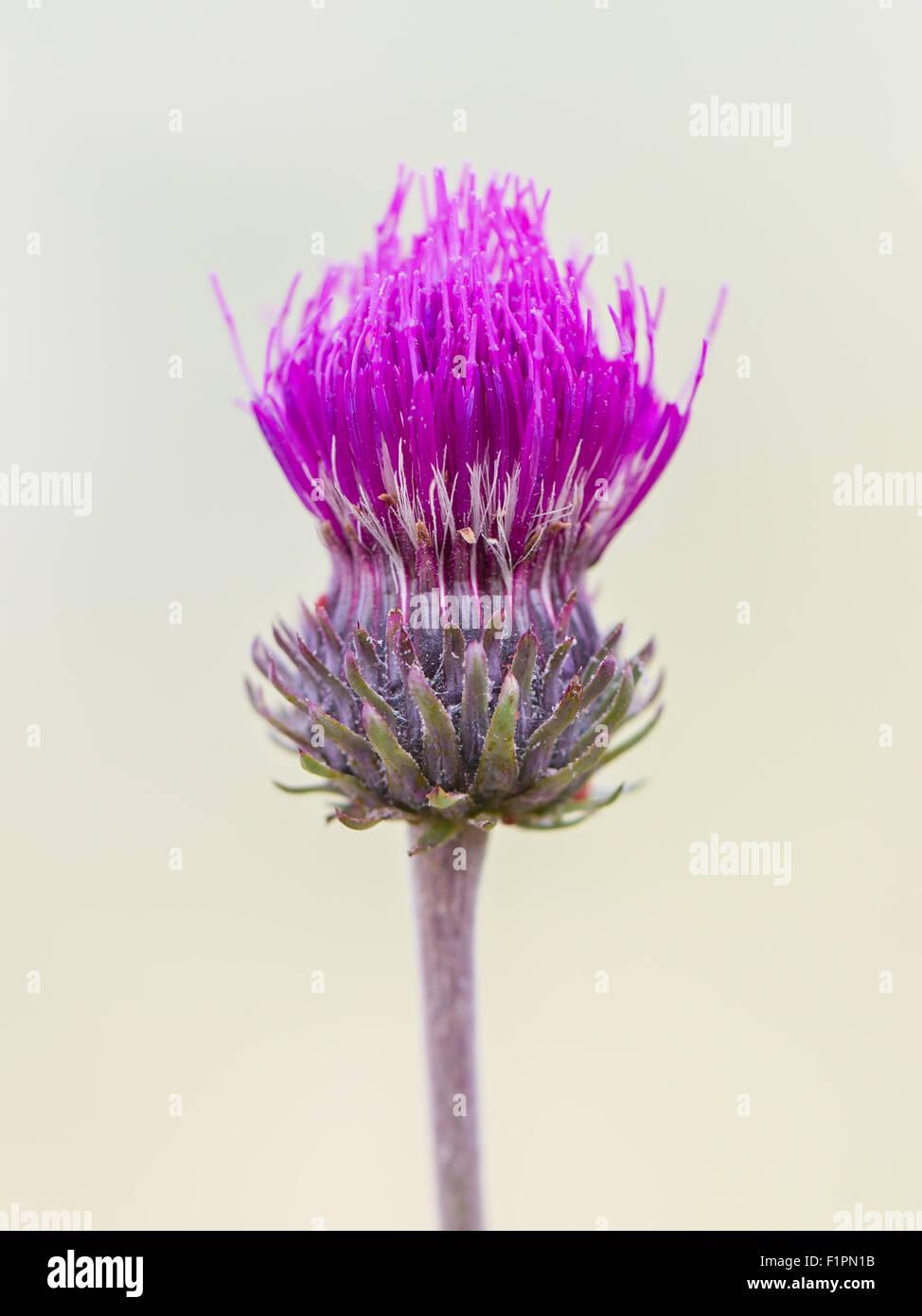 Isolated thistle hi-res stock photography and images - Alamy