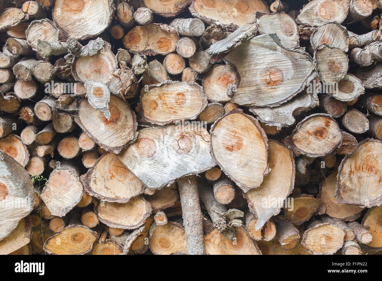 Dry chopped firewood logs ready for winter Stock Photo - Alamy