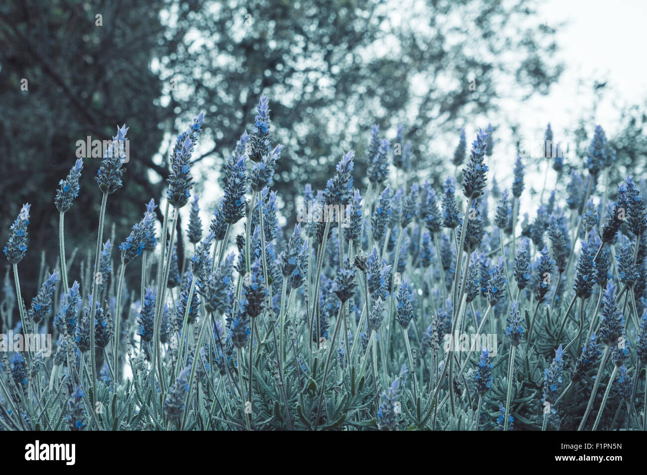 Spring lavender background hi-res stock photography and images - Alamy