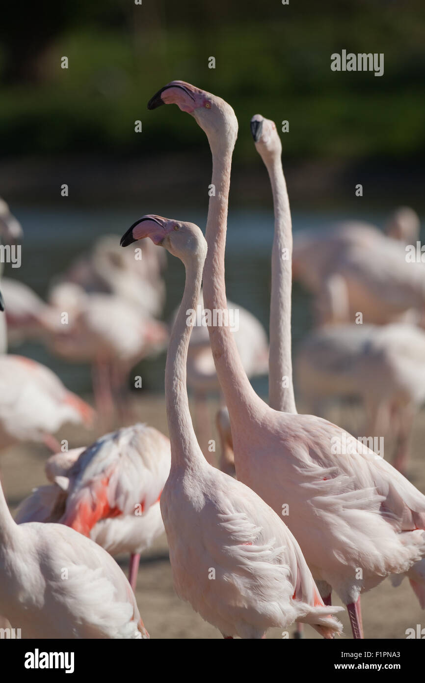 Greater Flamingos (Phoenicopterus roseus). Three of a flock of 260 ...