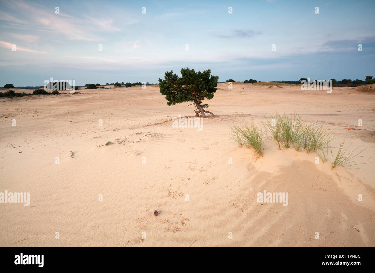 pine tree on sand dunes at sunset, Netherlands Stock Photo - Alamy