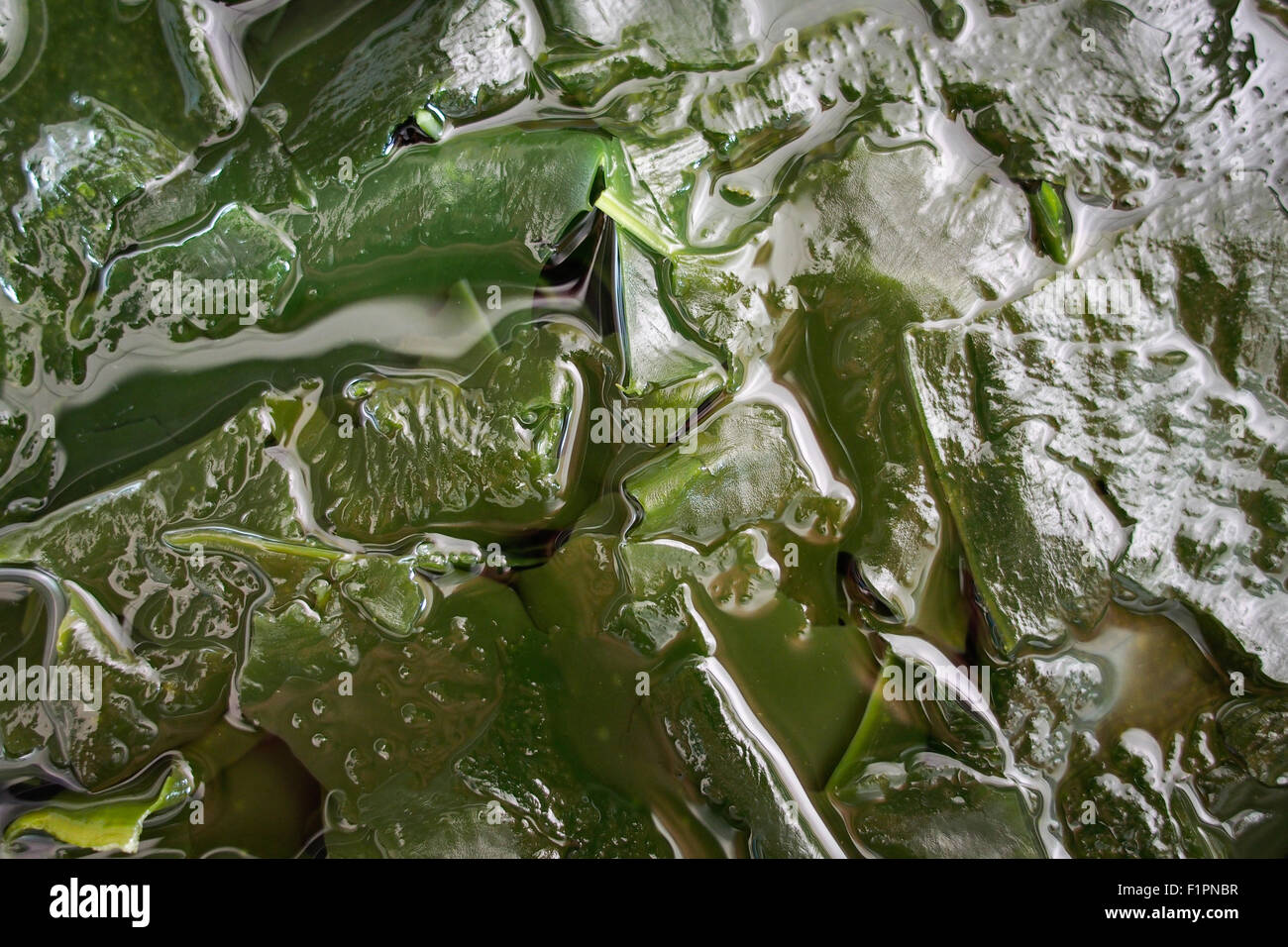 Water soak hi-res stock photography and images - Alamy