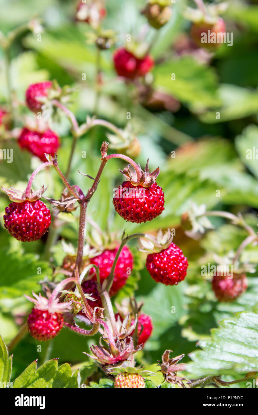 Red and green strawberries hi-res stock photography and images - Alamy