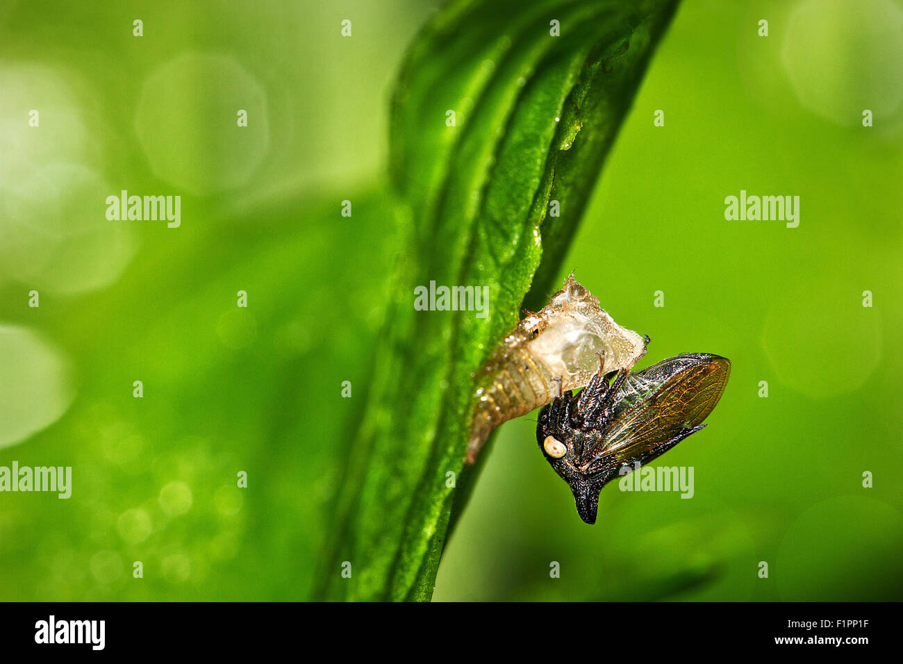Leafhopper insect hi-res stock photography and images - Alamy