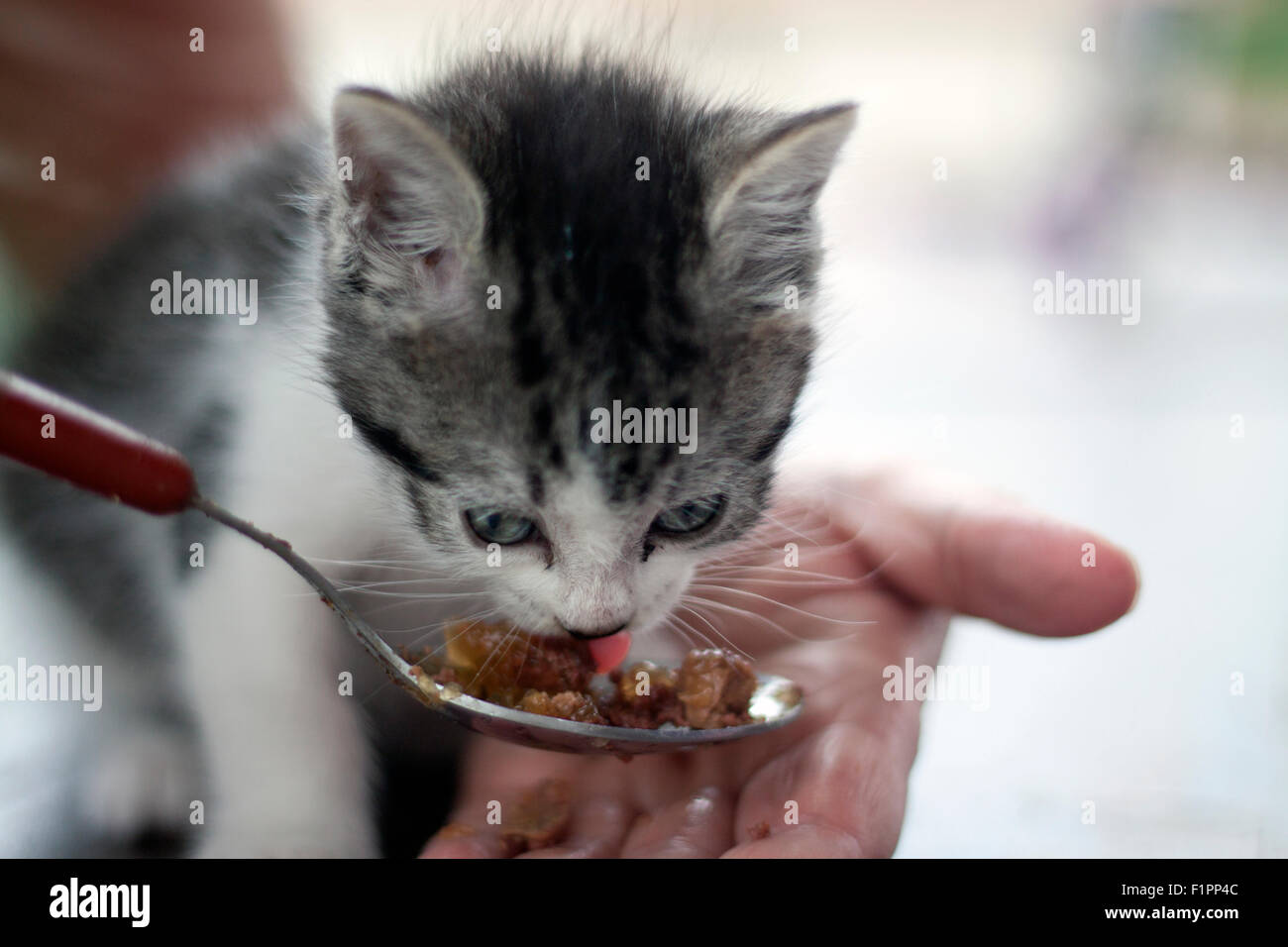 a horizontal view of a little cat being feeding with a spoon with its ...