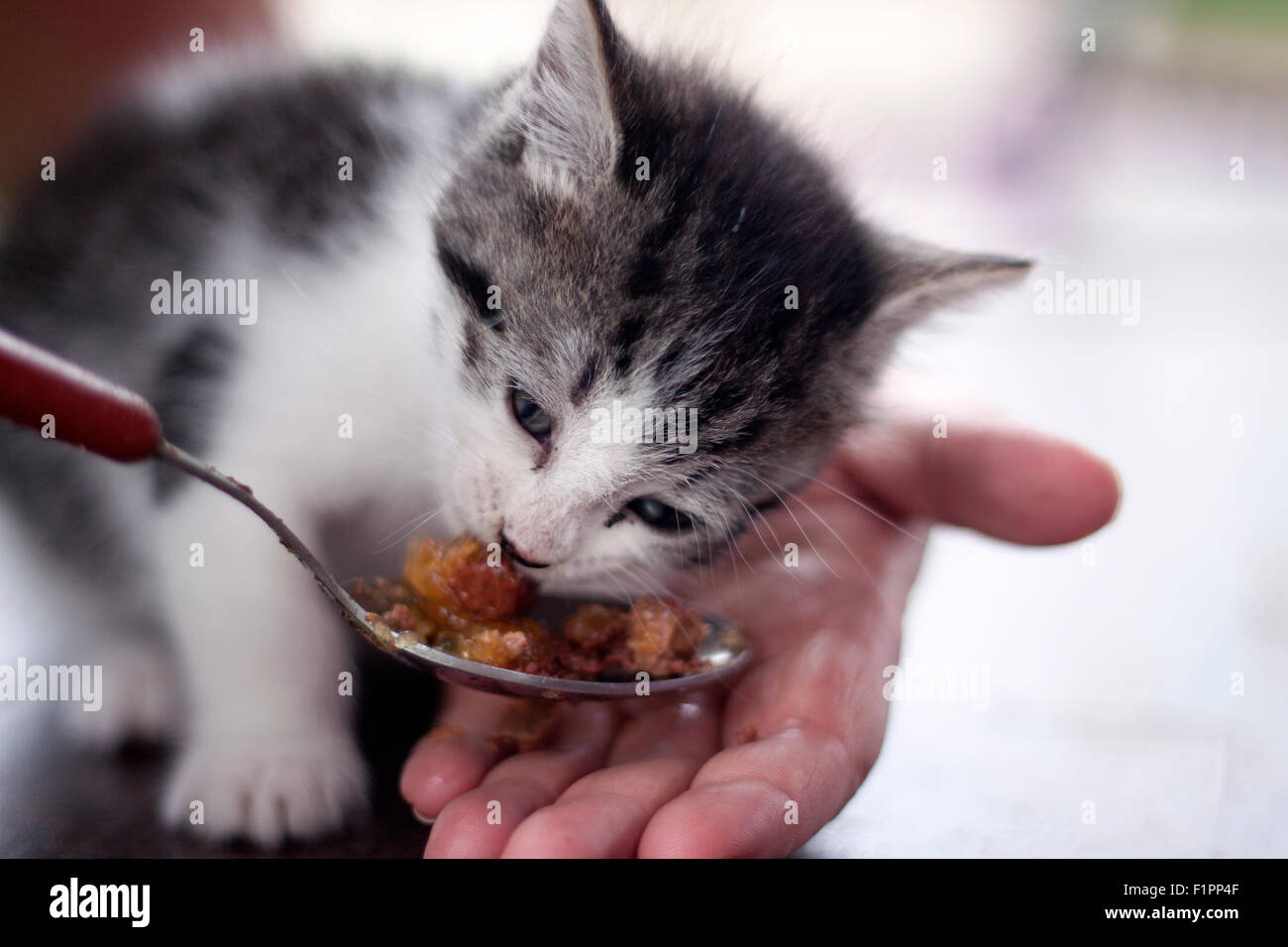 a horizontal view of a little cat being feeding with a spoon Stock ...