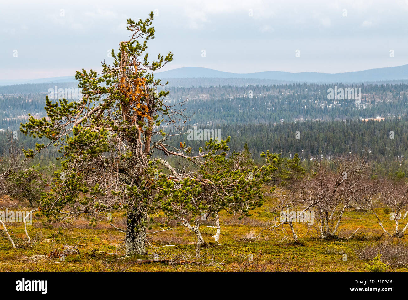 Pallas pine hi-res stock photography and images - Alamy