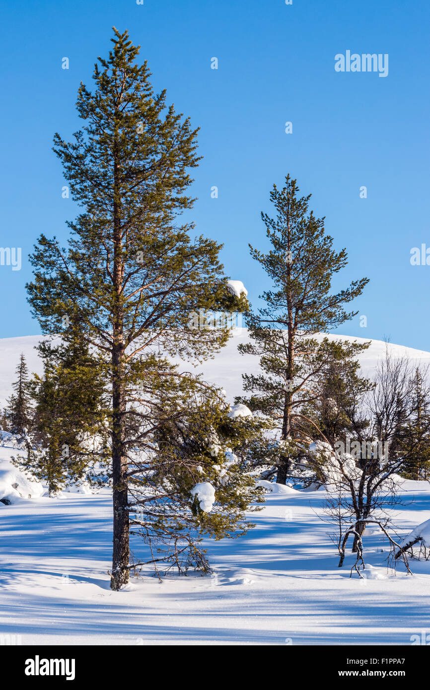 Pallas pine hi-res stock photography and images - Alamy