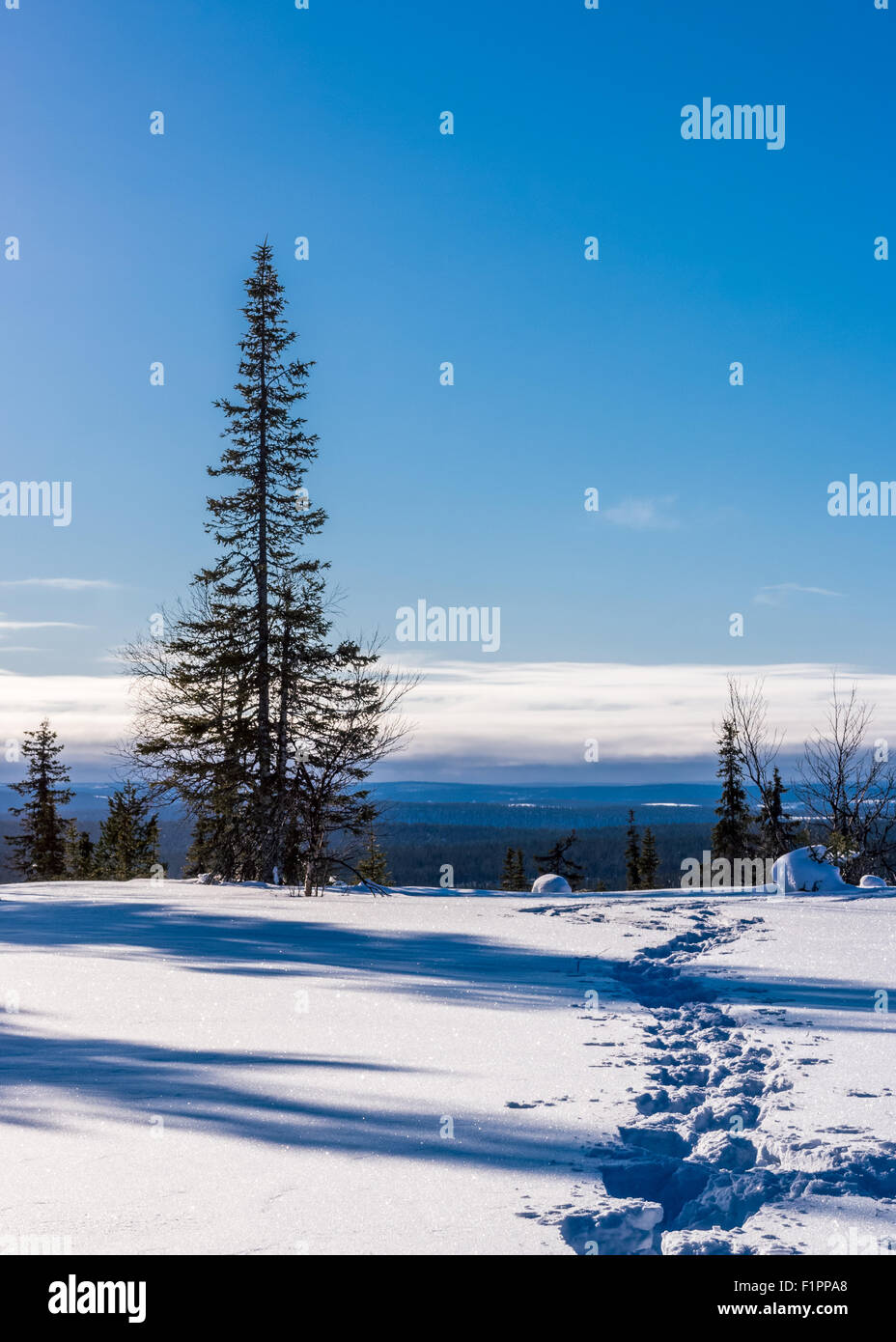 Snowshoe tracks hi-res stock photography and images - Alamy