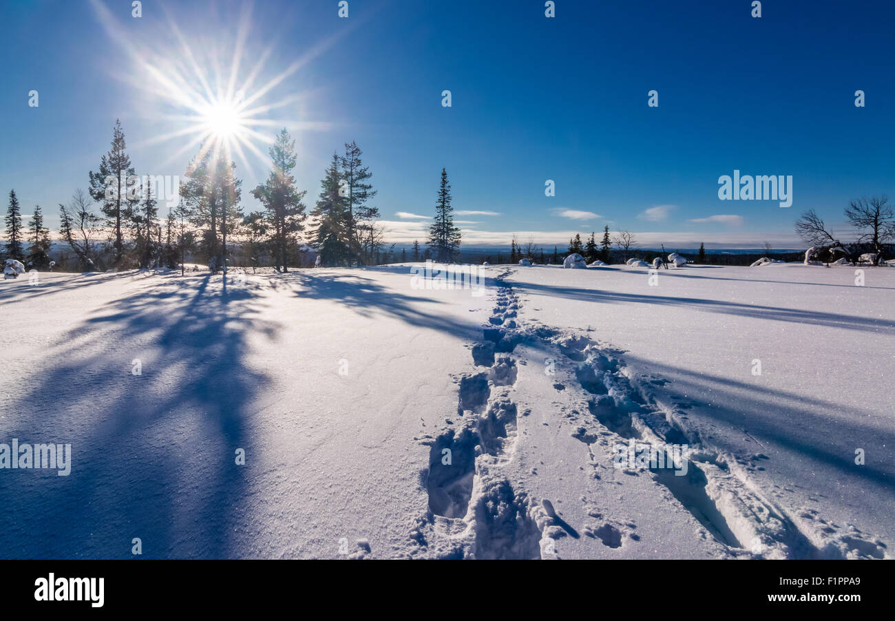 Snowshoe tracks hi-res stock photography and images - Alamy