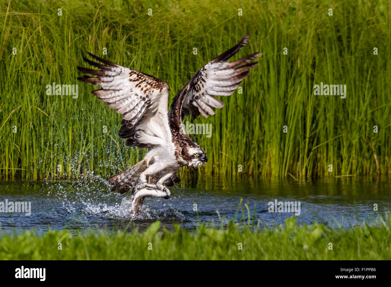 Osprey Carrying Fish High Resolution Stock Photography and Images - Alamy