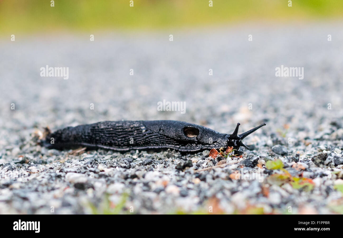 Large black slug hi-res stock photography and images - Alamy