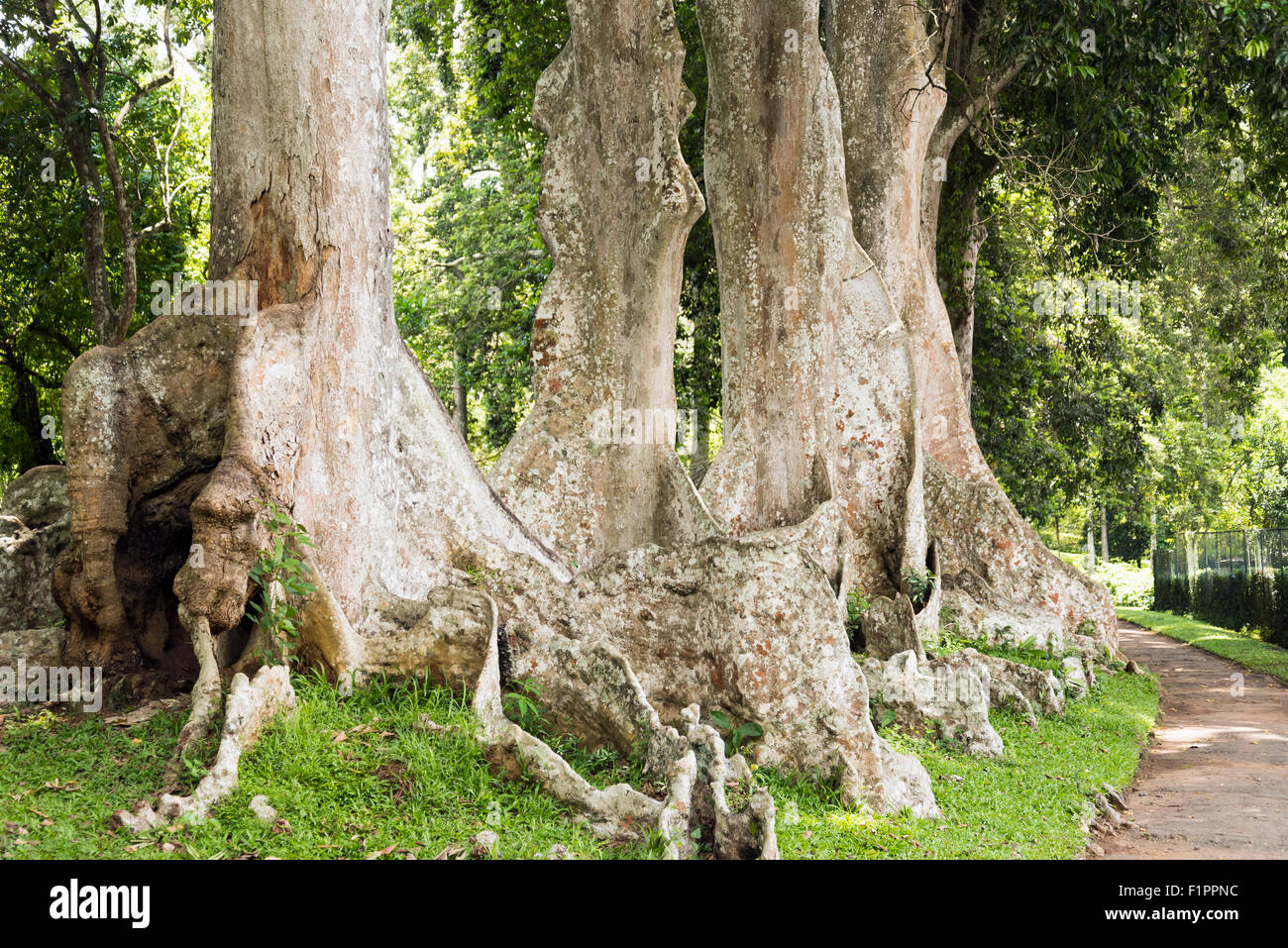 Canarium hi-res stock photography and images - Alamy