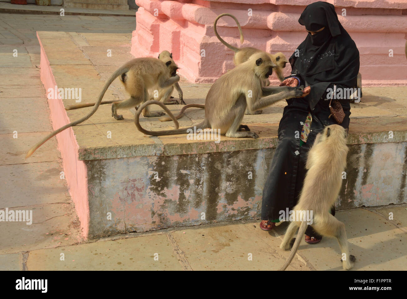 India. 04th Sep, 2015. A burqa-clad Muslim woman feeding monkeys at ...