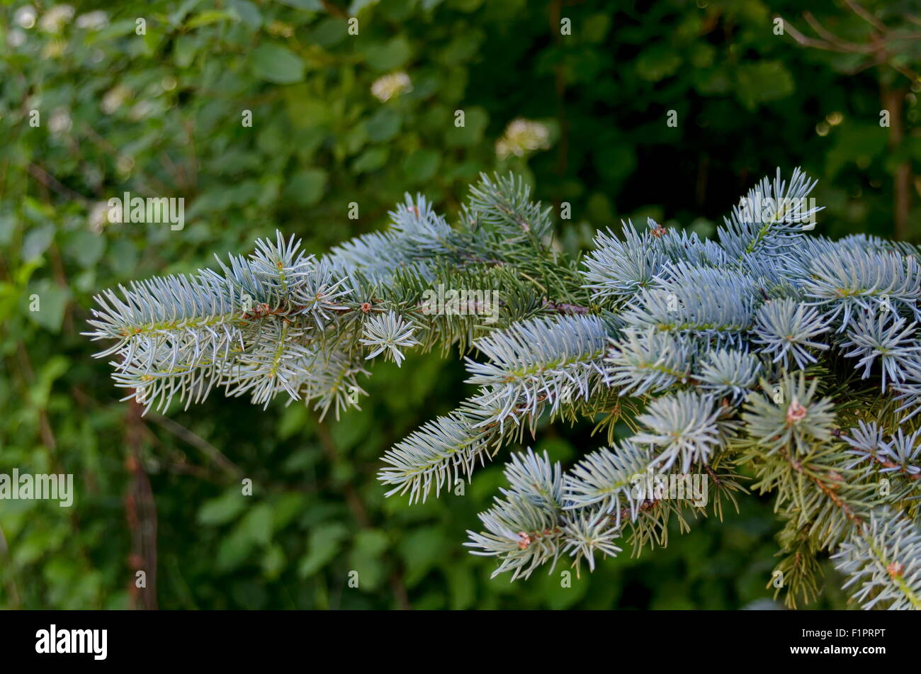 Bulgaria pine tree hi-res stock photography and images - Alamy