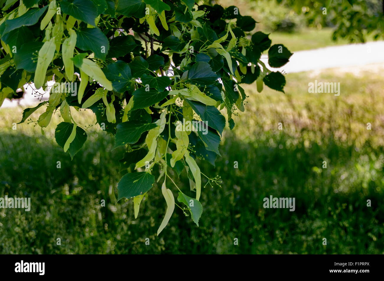 Lime branch of hi-res stock photography and images - Alamy