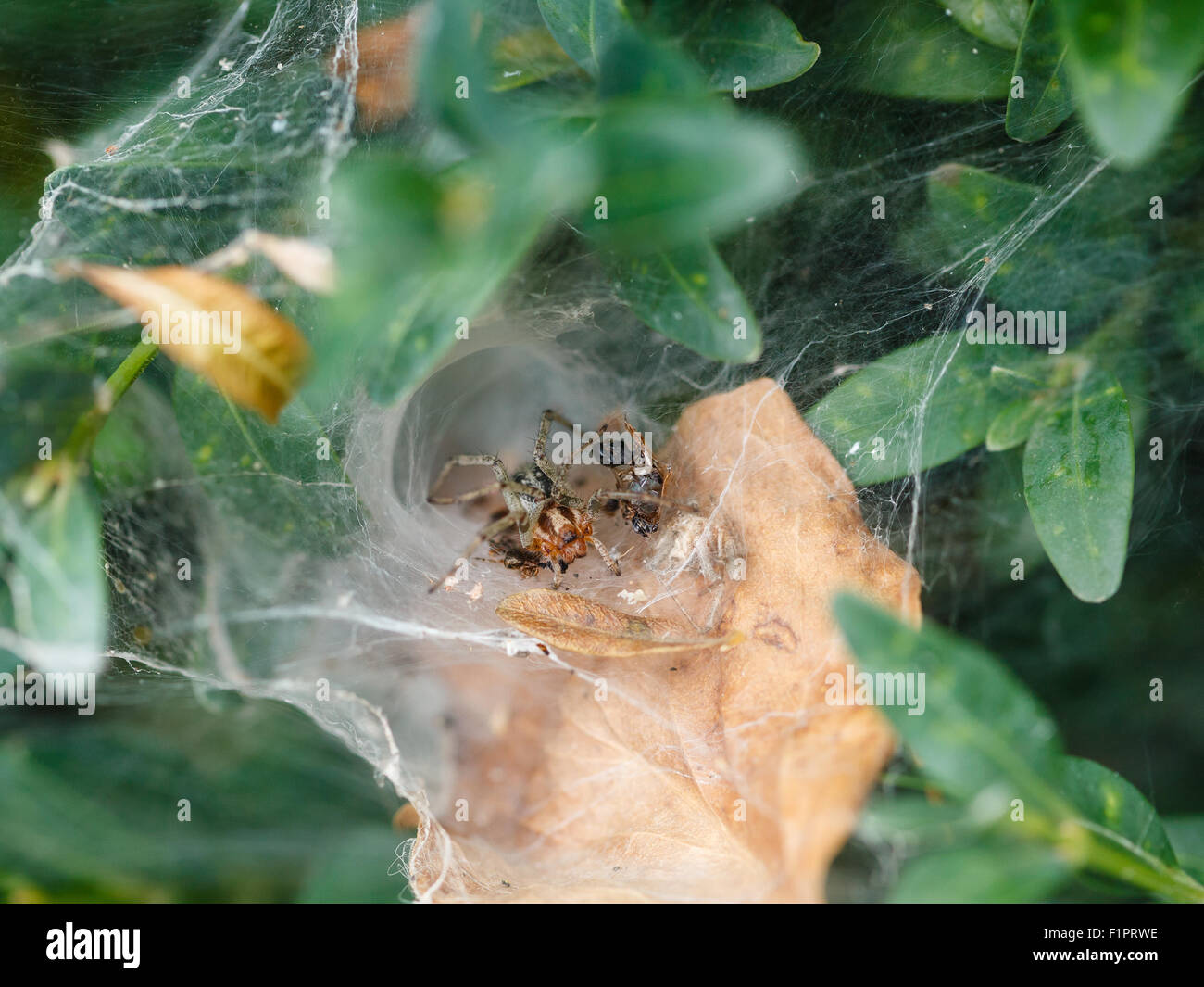 garden spider in cobweb close up on boxwood bush Stock Photo - Alamy
