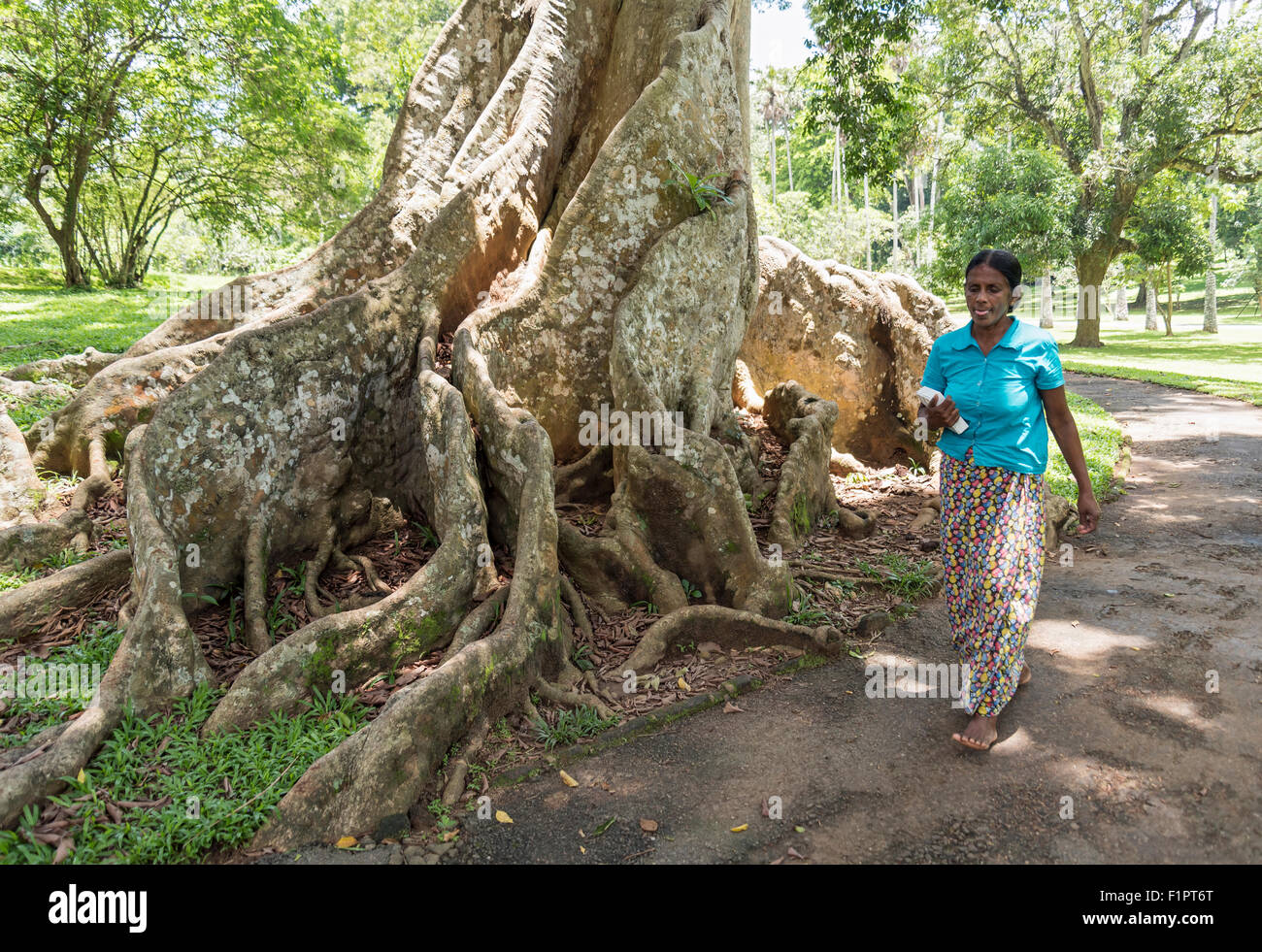 Buttress Roots of Giant Java Almond (Canarium Row or Canarium Indicum ...