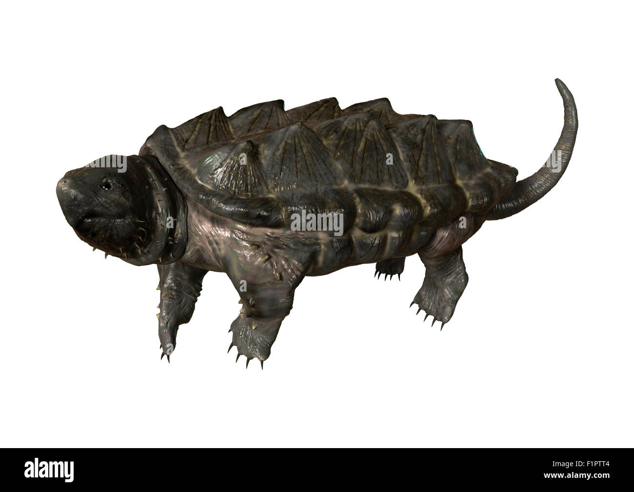 3D digital render of an alligator snapping turtle isolated on white ...
