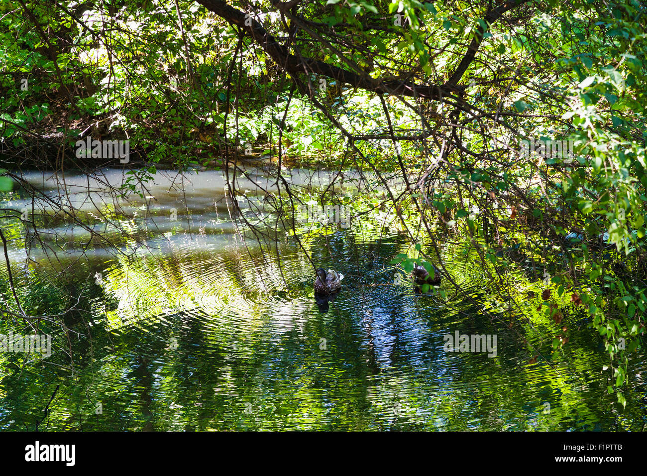 Small forest pond hi-res stock photography and images - Alamy