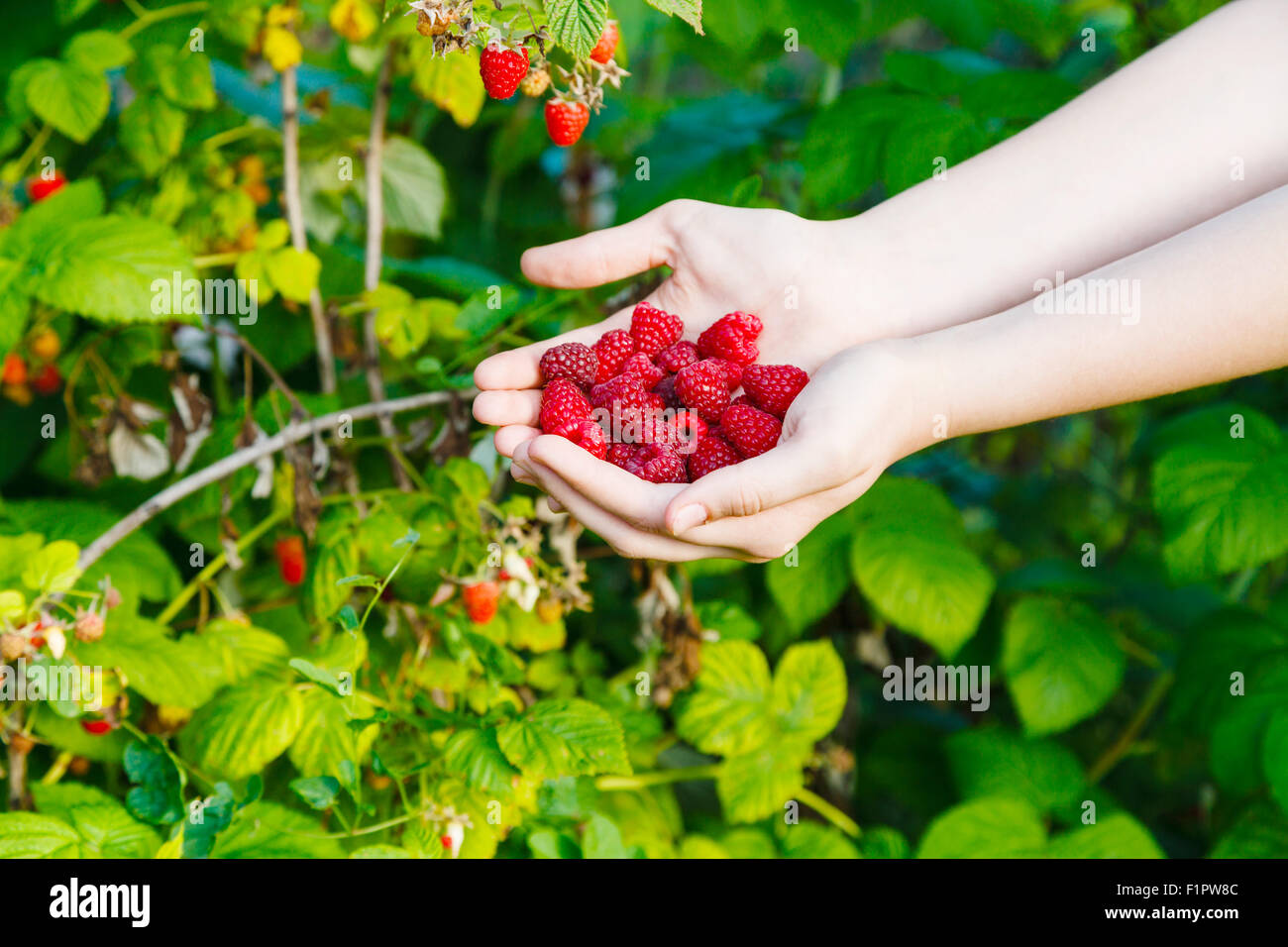 harvesting - handful of ripe raspberries outdoors Stock Photo - Alamy