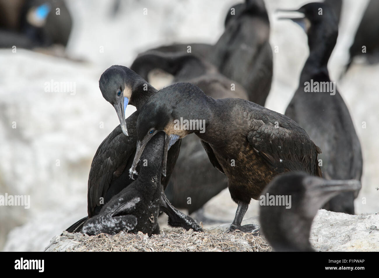 Cormorant chick hi-res stock photography and images - Alamy