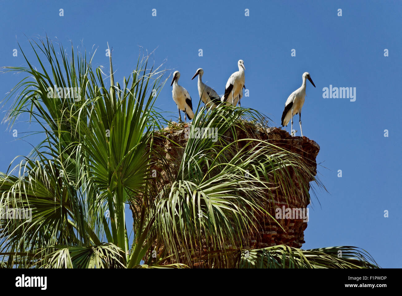 White Storks nesting on a column at Selçuk 2 kilometres northeast of ...