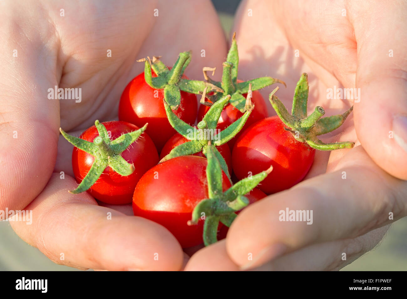 small red tomatoes in human hands Stock Photo - Alamy