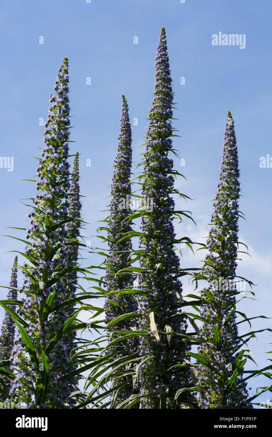 Tall hardy tree hi-res stock photography and images - Alamy