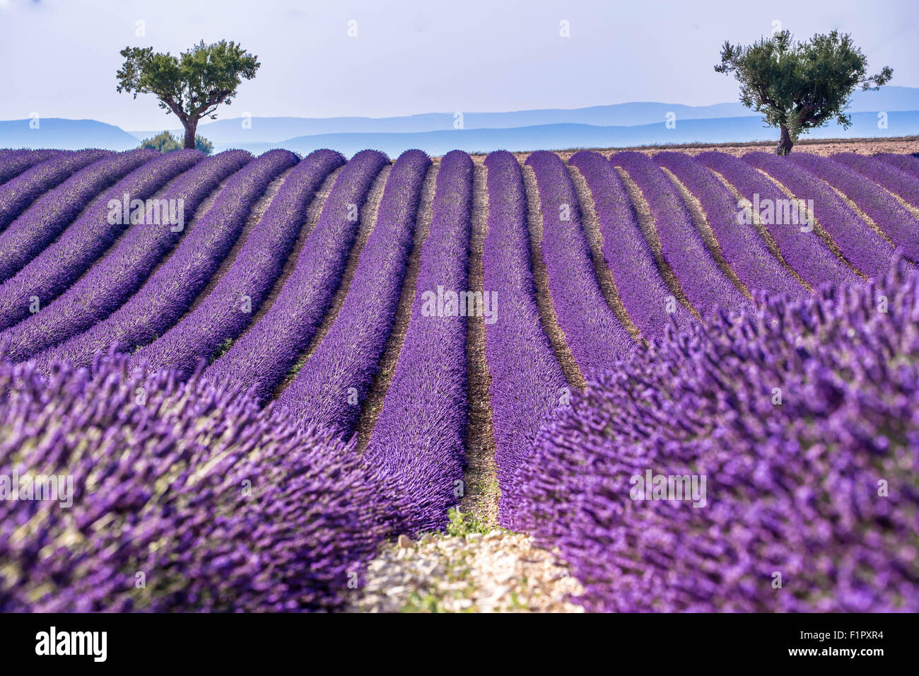 Field of lavender hi-res stock photography and images - Alamy
