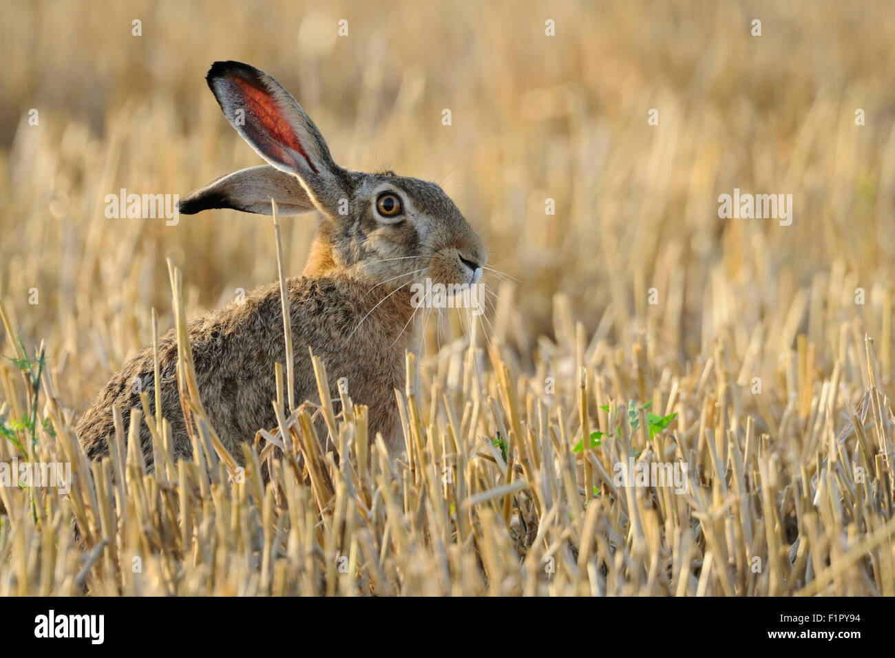 Hare hares hi-res stock photography and images - Alamy