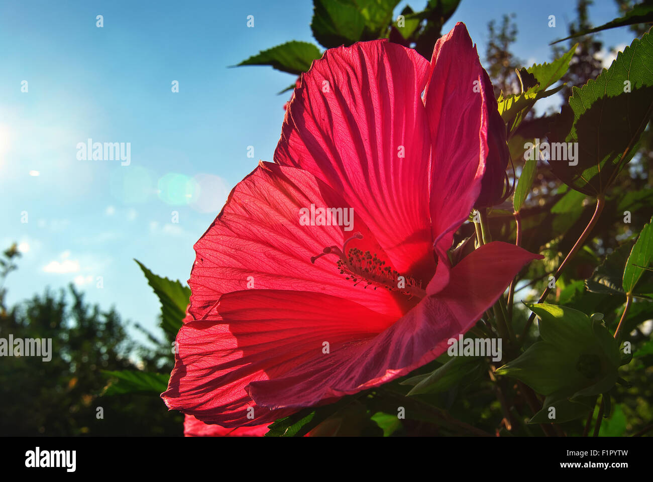 Red hibiscus flowers hi-res stock photography and images - Alamy