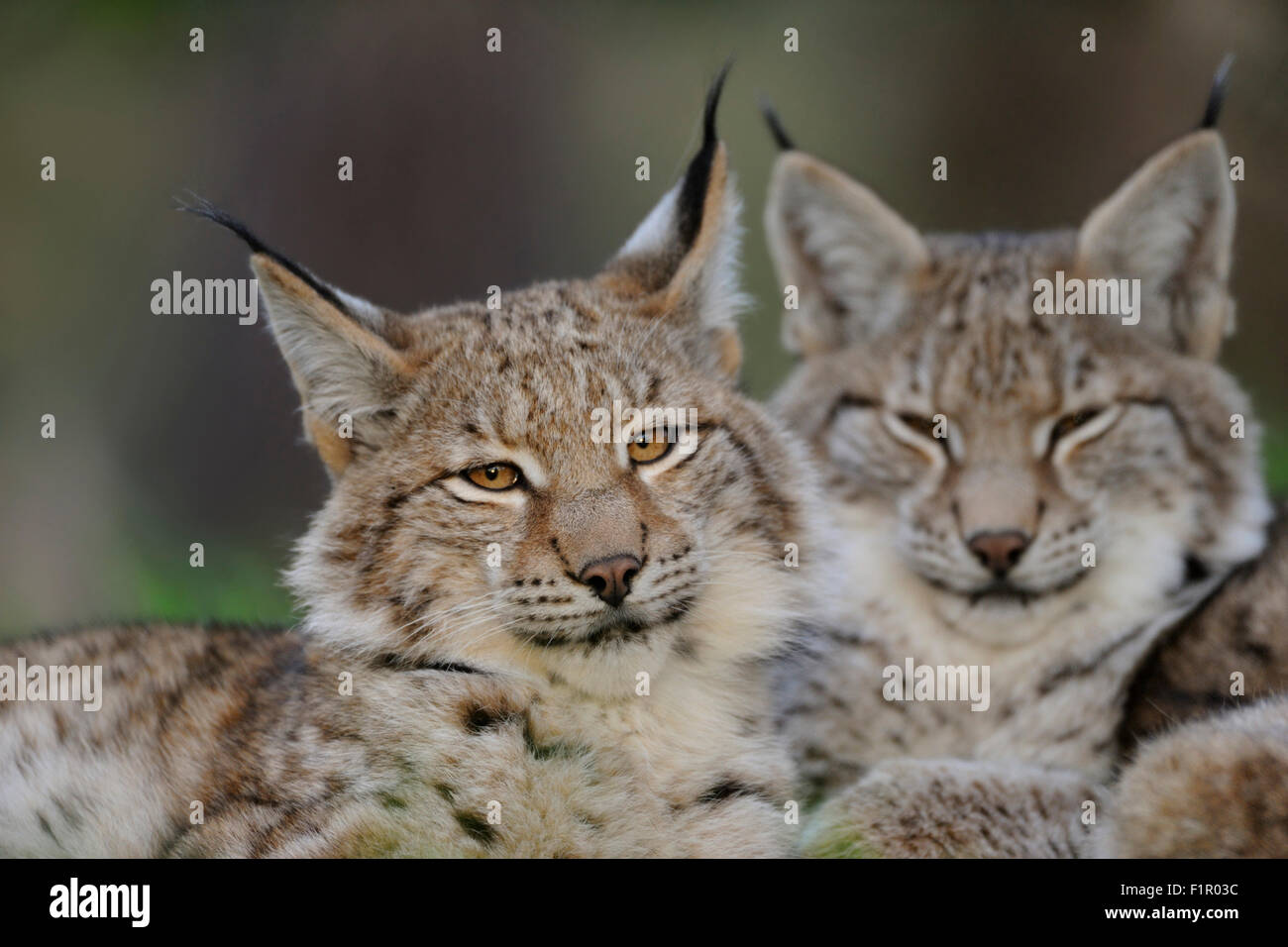 Head portrait of two cuddling cats, Eurasian Lynx ( Lynx lynx ) lying ...