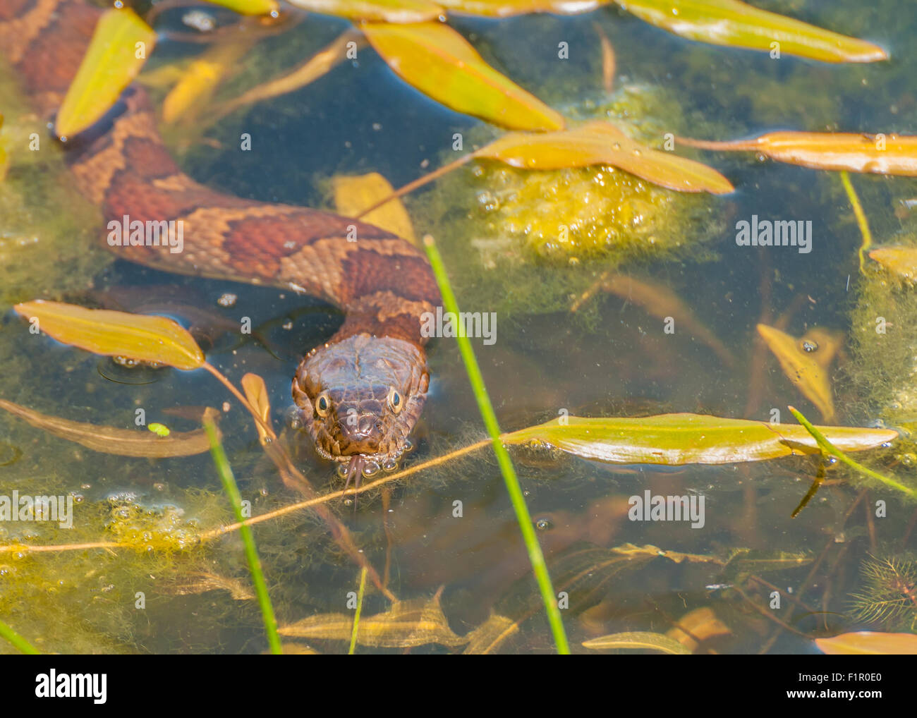 Snake carnivorous reptile hi-res stock photography and images - Alamy