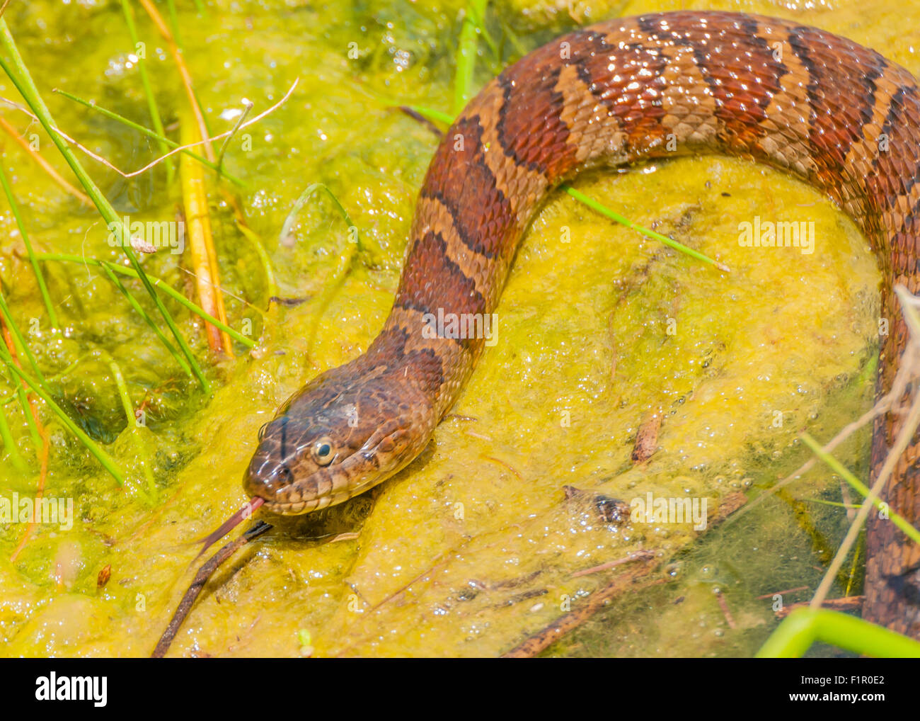 Swamp snake hi-res stock photography and images - Alamy