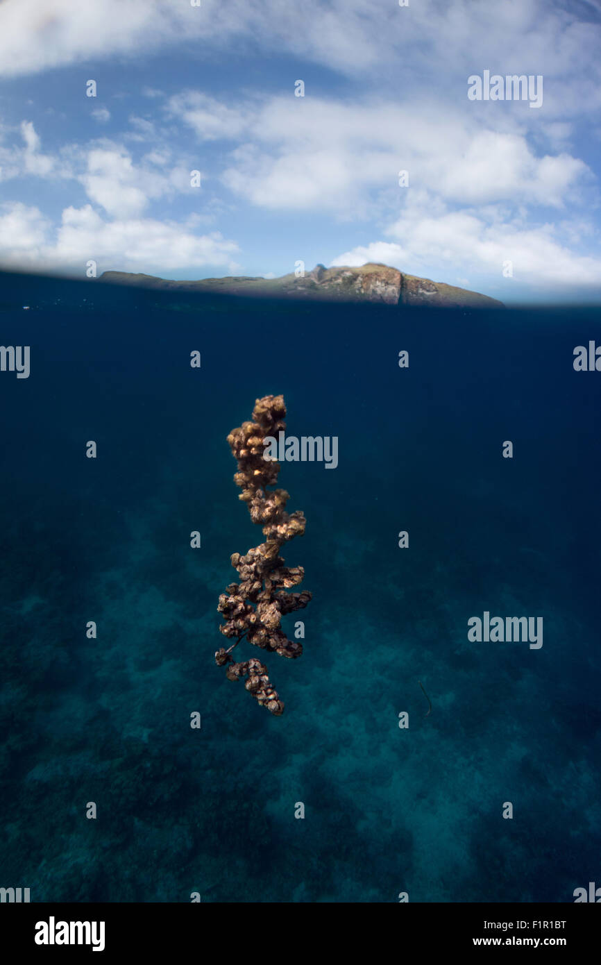 Water plant and flotsam hi-res stock photography and images - Alamy